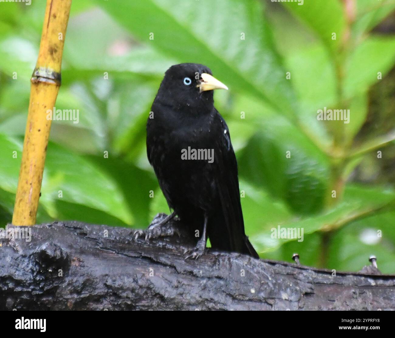 Scarlet-rumped Cacique (Cacicus uropygialis Stock Photo - Alamy