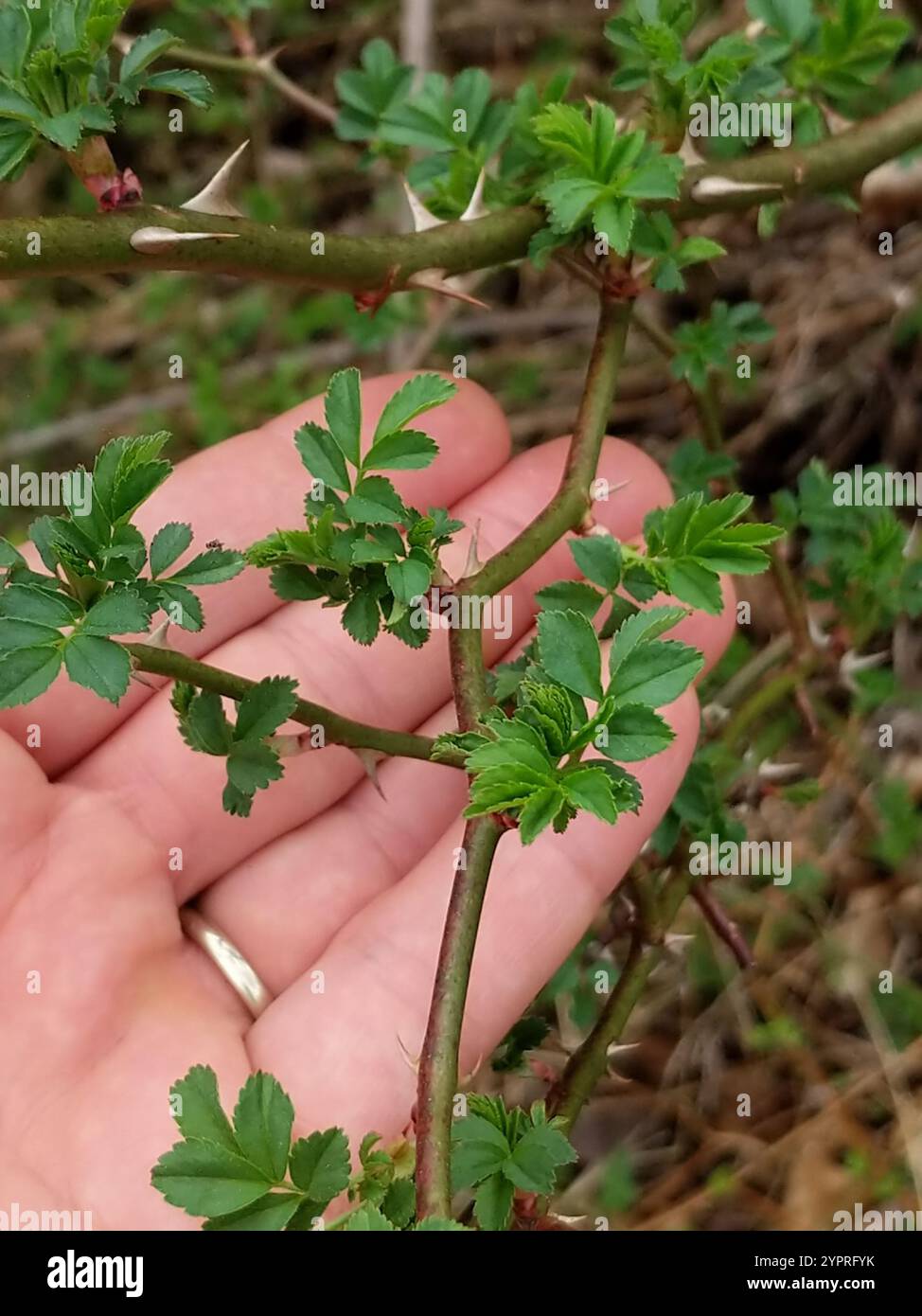 multiflora rose (Rosa multiflora Stock Photo - Alamy