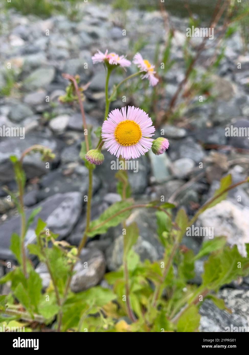 Philadelphia fleabane (Erigeron philadelphicus Stock Photo - Alamy