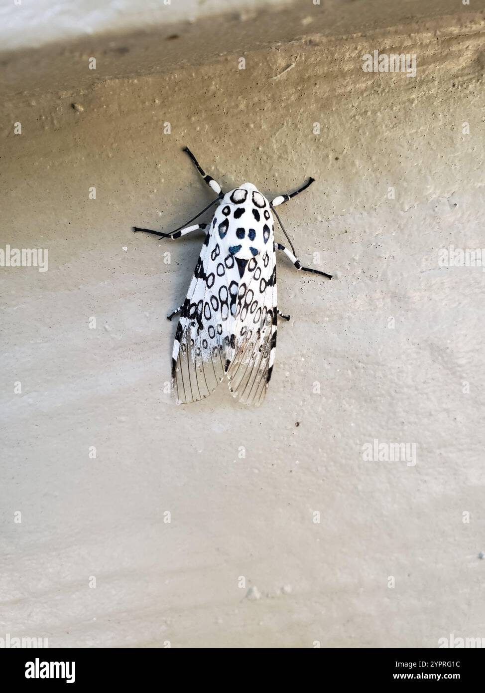 Giant Leopard Moth (Hypercompe scribonia Stock Photo - Alamy