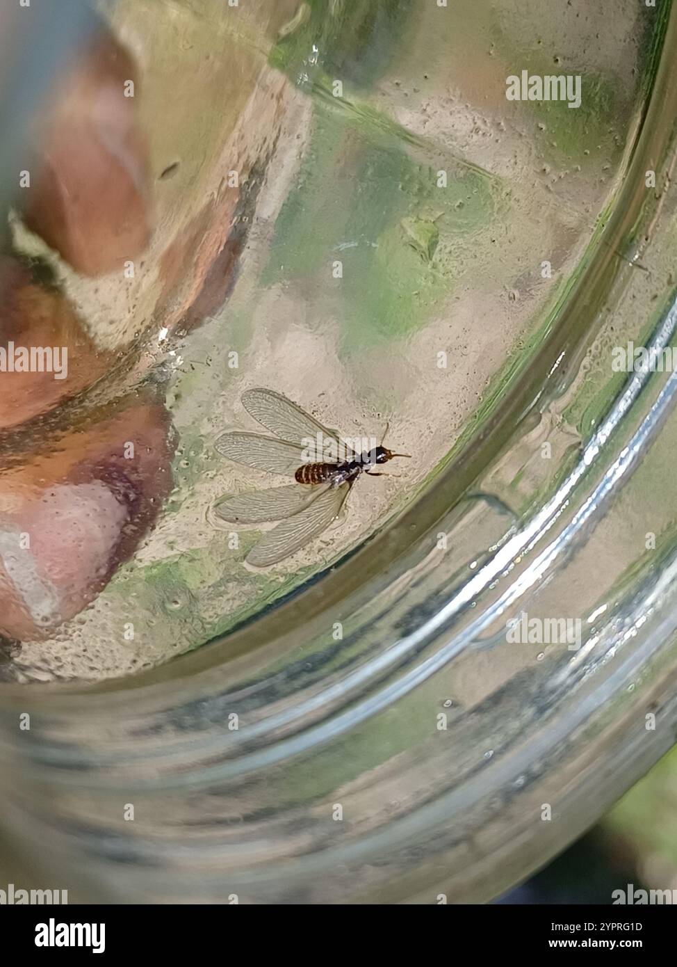 Eastern Subterranean Termite (Reticulitermes flavipes Stock Photo - Alamy