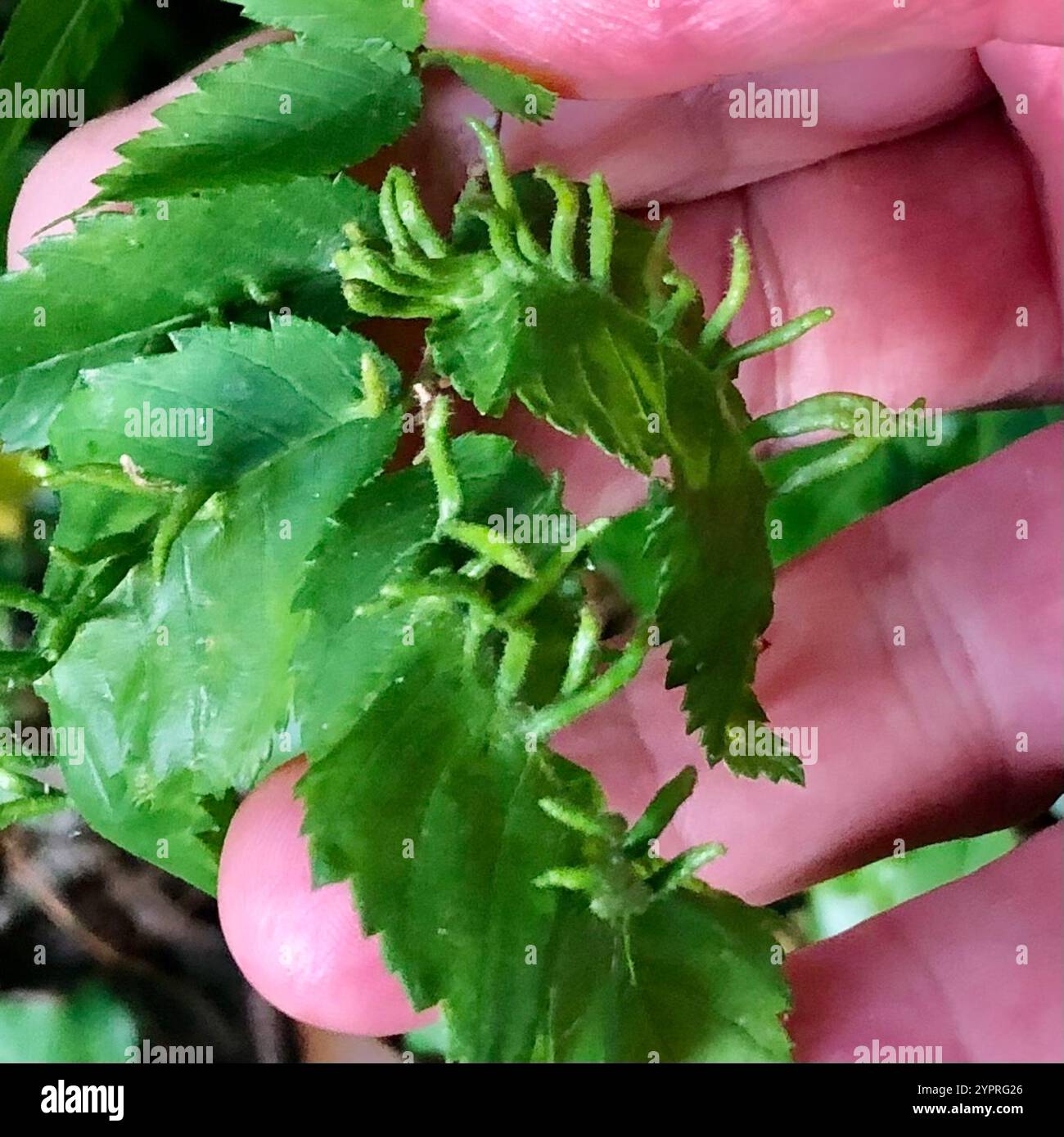 Elm Finger Gall Mite (Aceria parulmi Stock Photo - Alamy