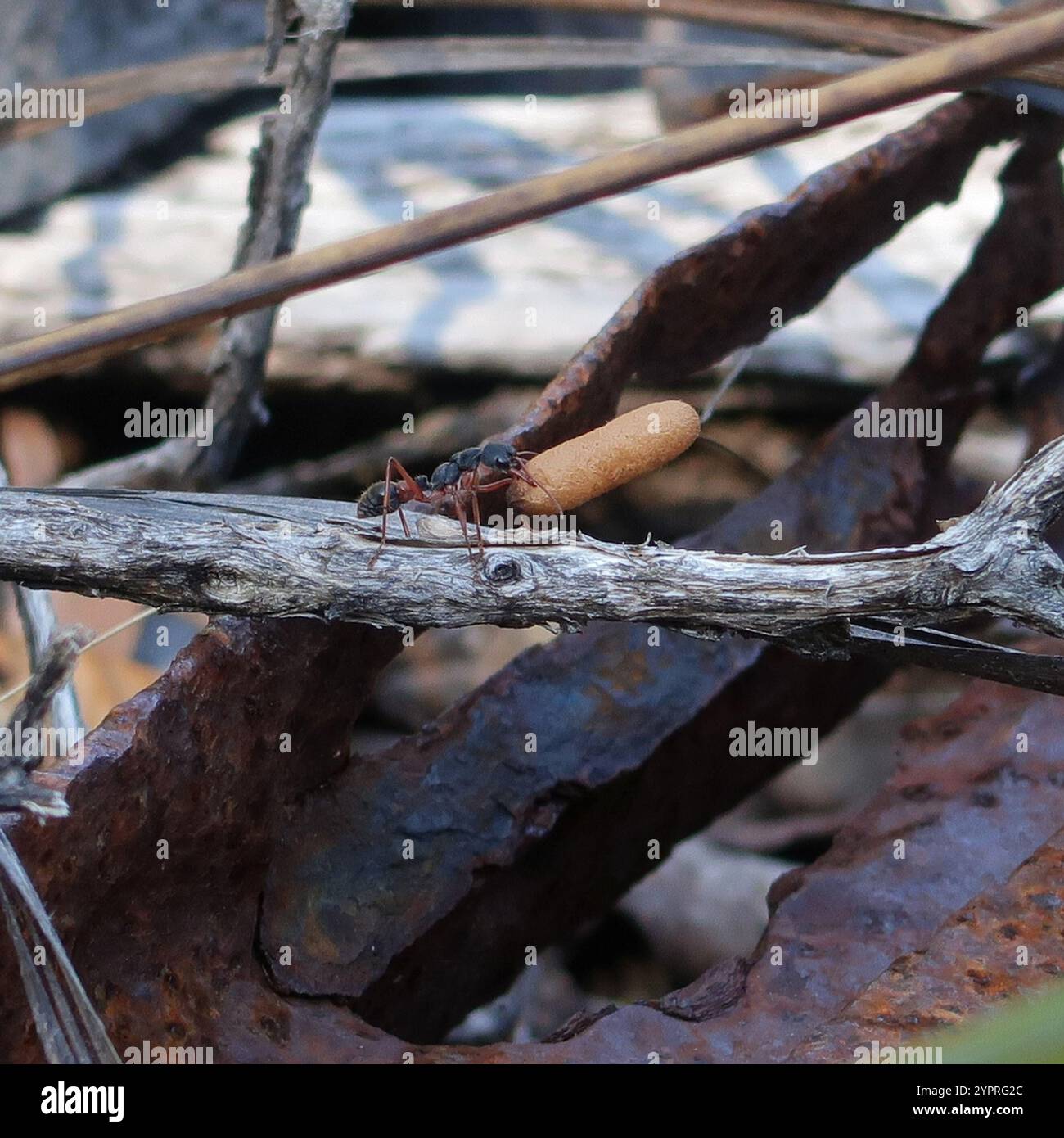 Tasmanian Inchman Ant (Myrmecia esuriens Stock Photo - Alamy