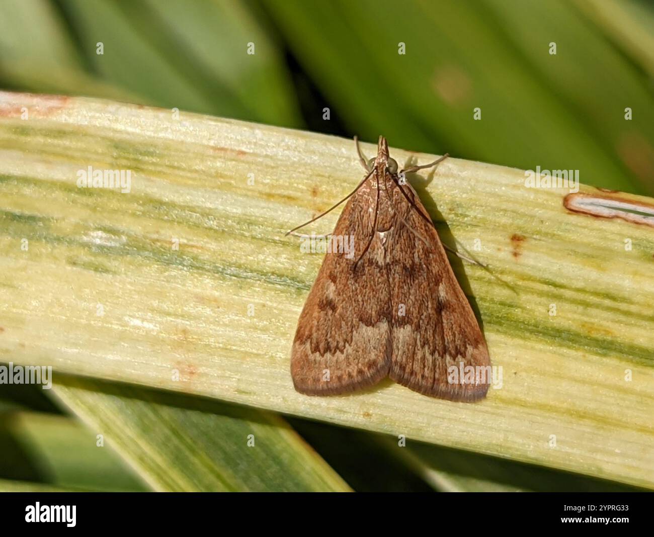 Garden Webworm Moth (Achyra rantalis Stock Photo - Alamy