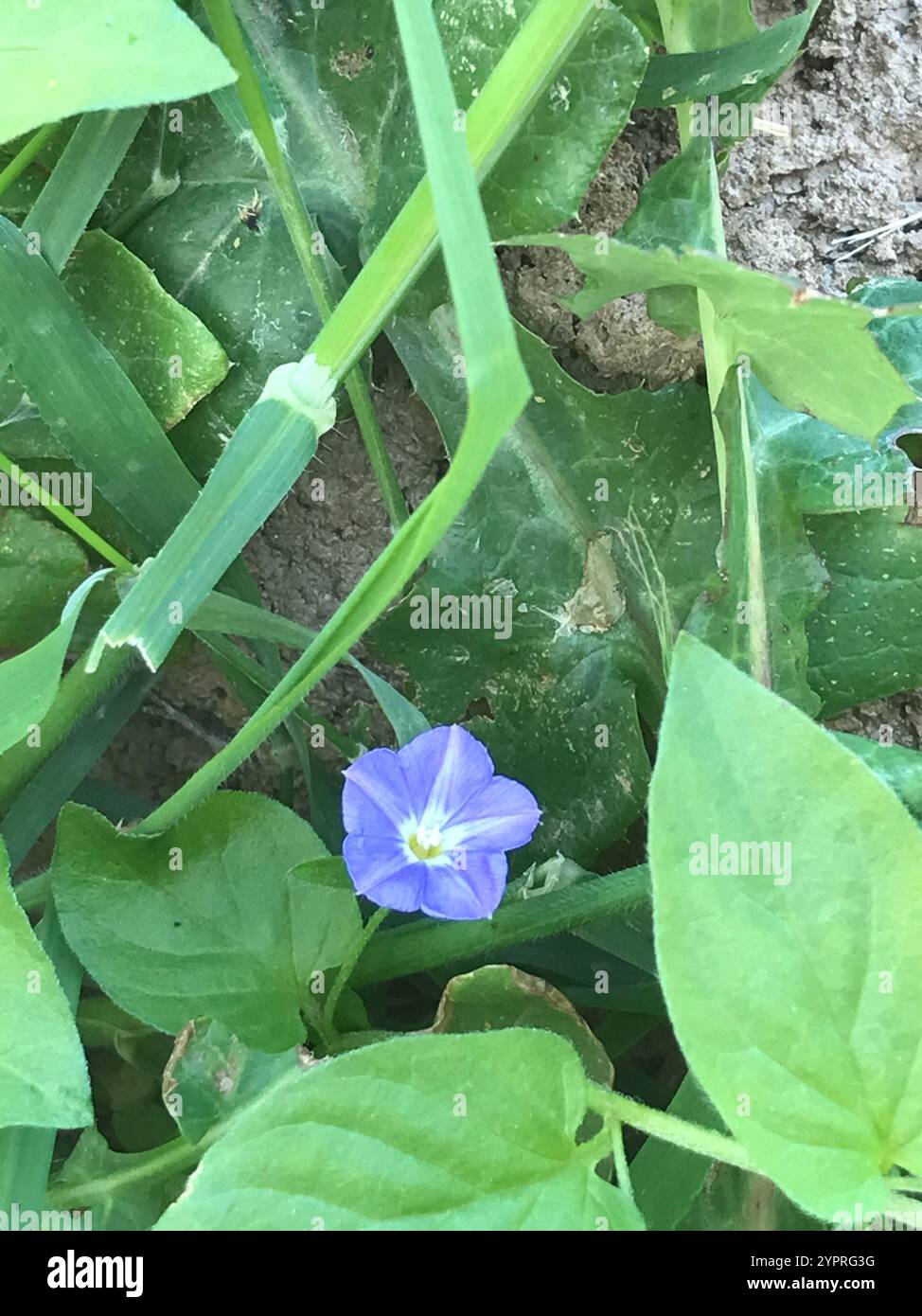Small Blue Convolvulus (Convolvulus siculus Stock Photo - Alamy