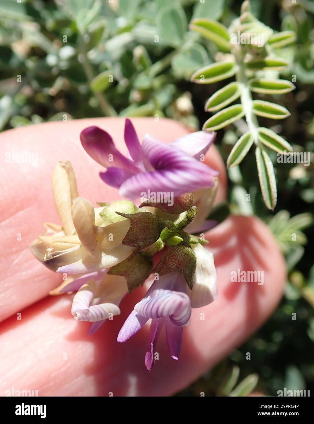 Spiny Bubblepod (Lessertia spinescens Stock Photo - Alamy
