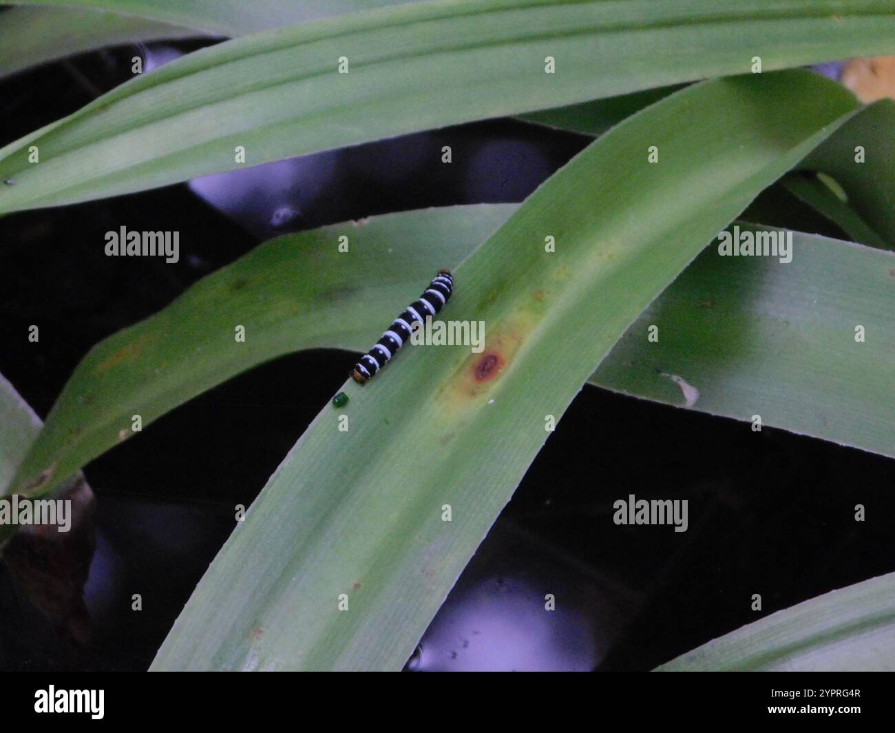 Spanish Moth (Xanthopastis regnatrix Stock Photo - Alamy