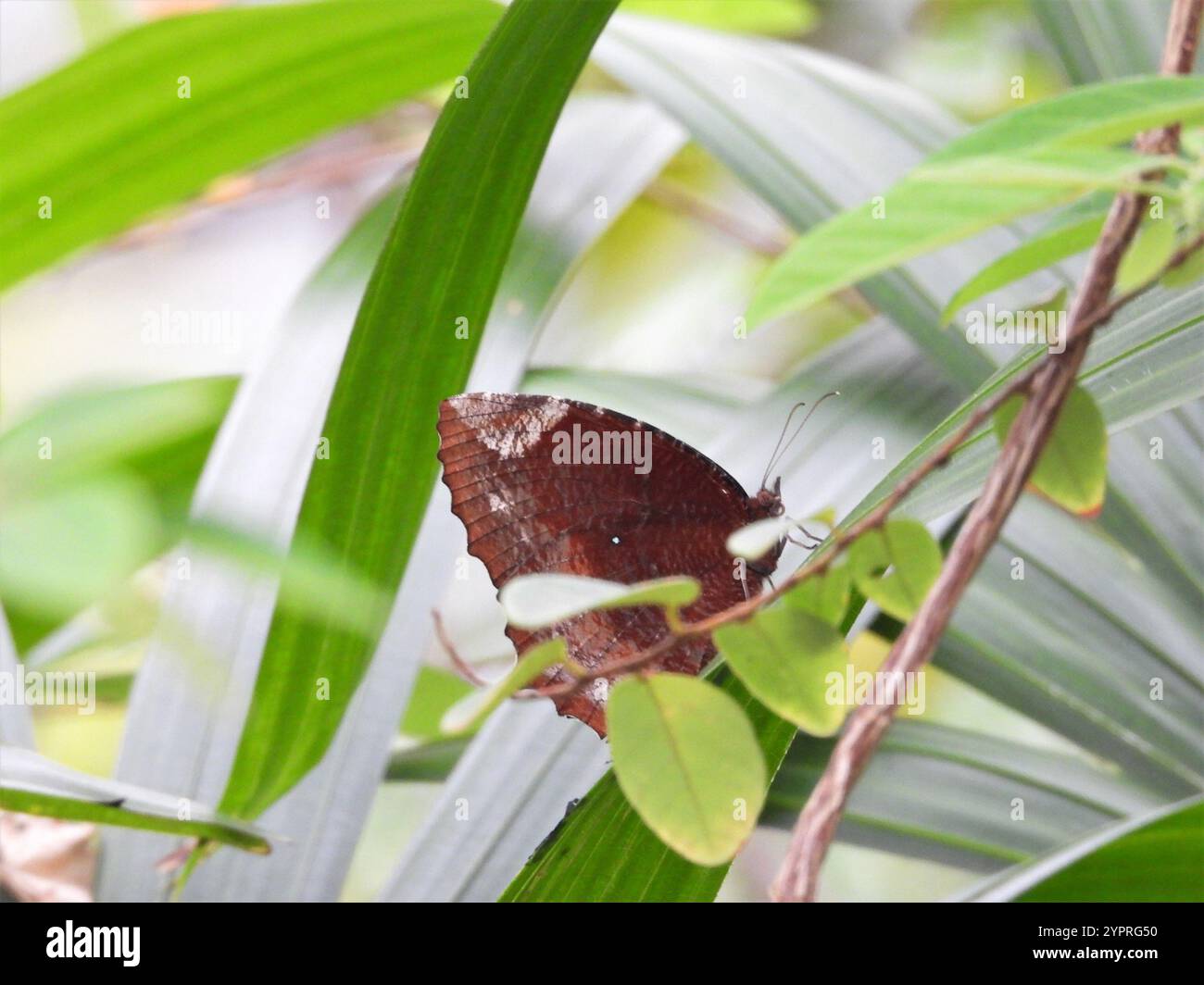 Common Palmfly (Elymnias hypermnestra Stock Photo - Alamy