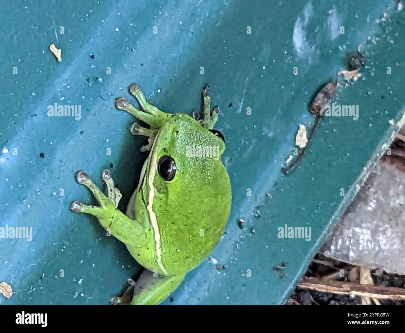 Green Treefrog (Hyla cinerea Stock Photo - Alamy
