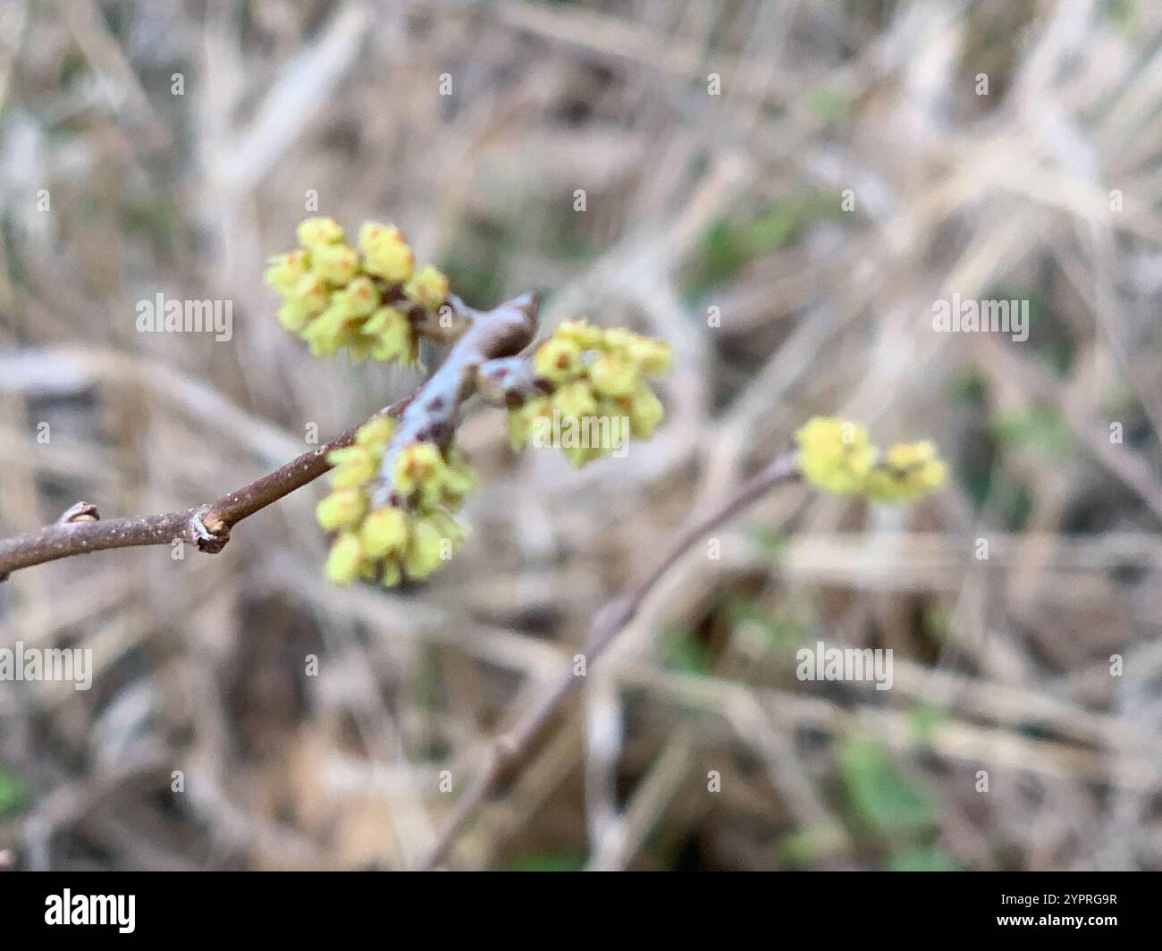 fragrant sumac (Rhus aromatica Stock Photo - Alamy