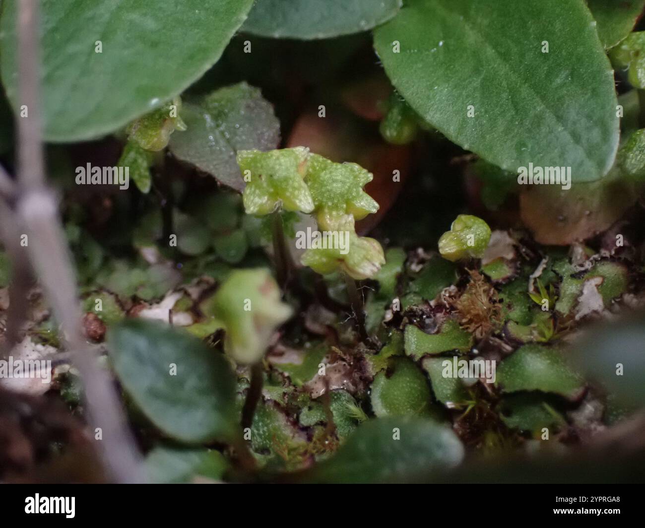Hemisphaeric Liverwort (Reboulia hemisphaerica Stock Photo - Alamy