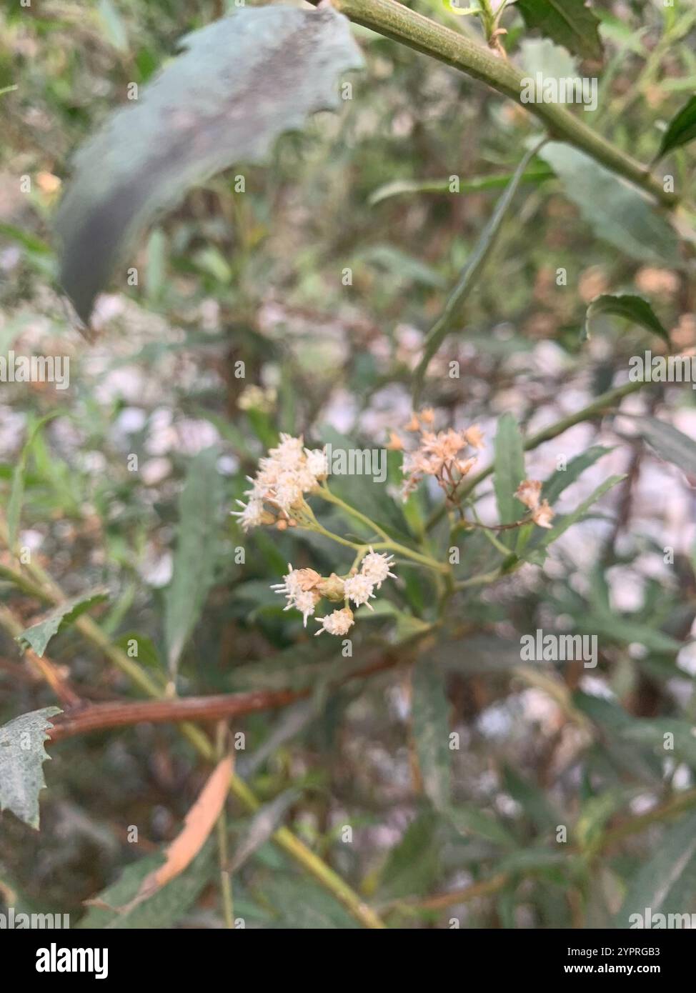 mule fat (Baccharis salicifolia Stock Photo - Alamy