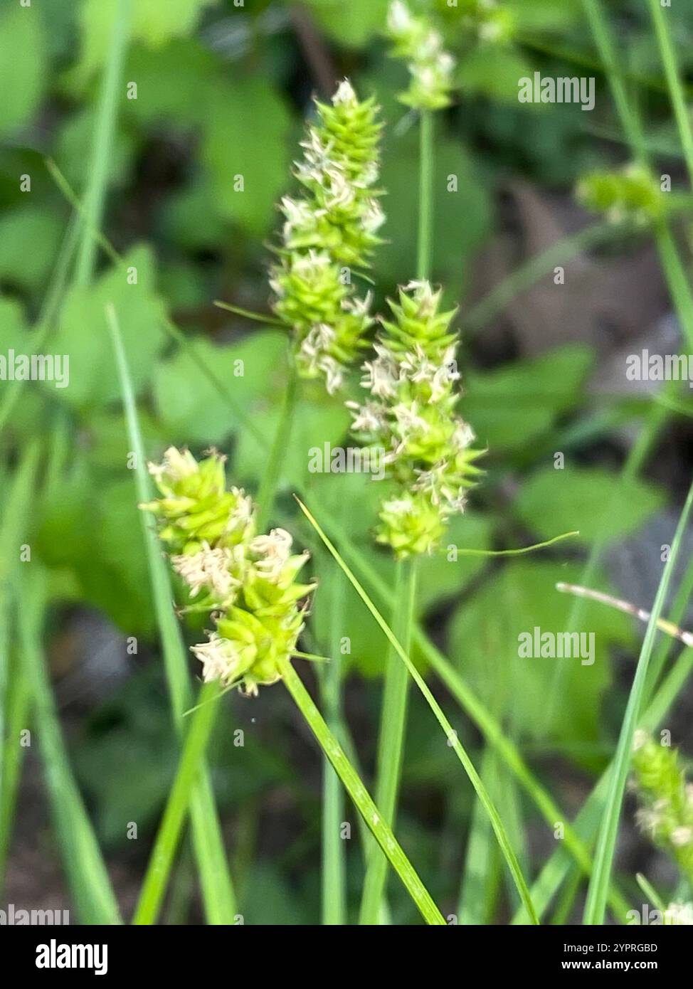 oval-headed sedge (Carex cephalophora Stock Photo - Alamy