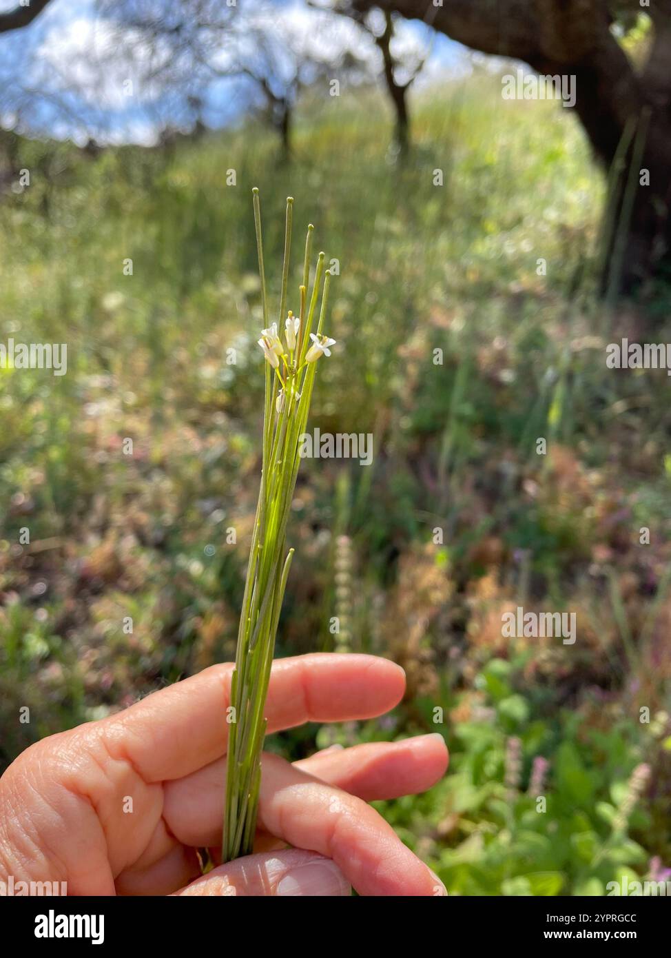 Tower Mustard (Turritis glabra Stock Photo - Alamy