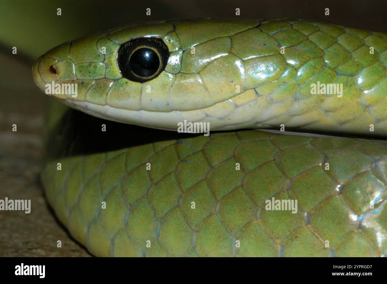 Green Water Snake (Philothamnus hoplogaster Stock Photo - Alamy