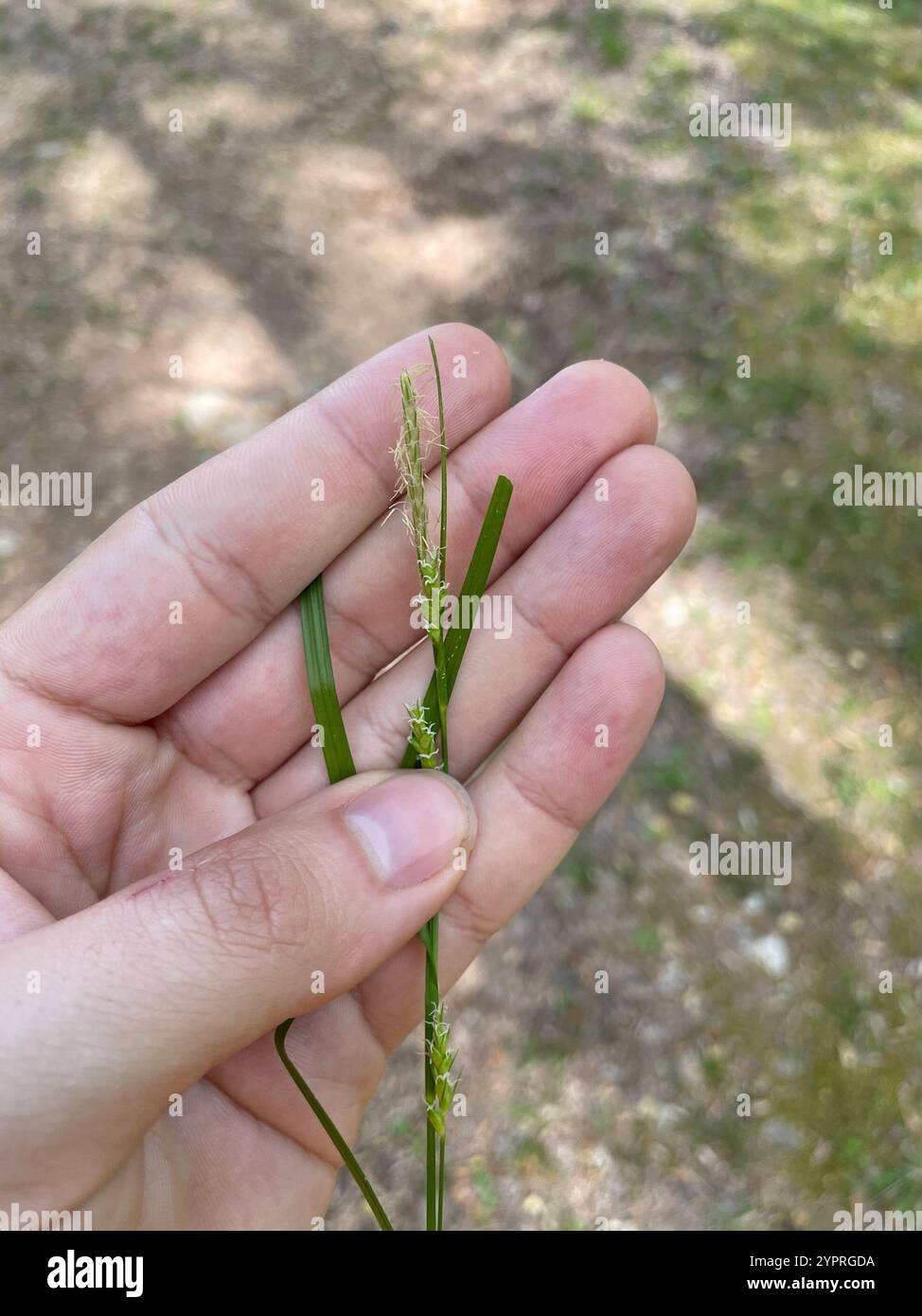 loose-flowered sedge (Carex laxiflora Stock Photo - Alamy
