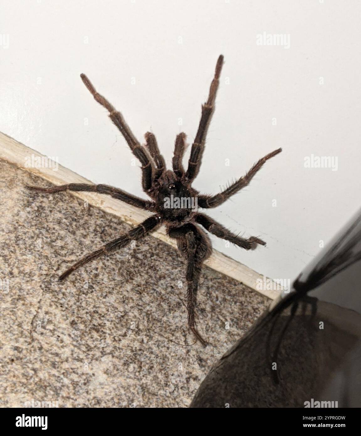 Theraphosine Tarantulas (Theraphosinae Stock Photo - Alamy