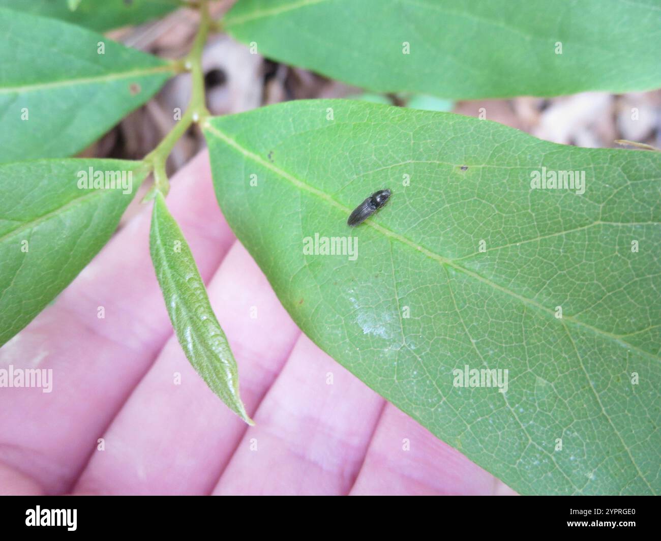 Oak Click Beetle (Limonius quercinus Stock Photo - Alamy