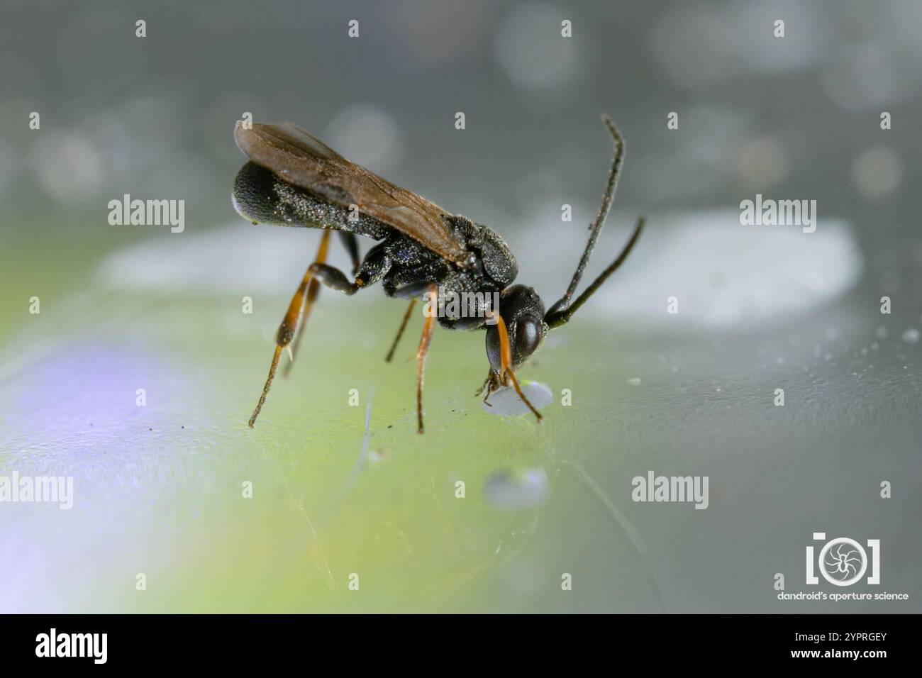 Common Sawflies (Tenthredinidae Stock Photo - Alamy