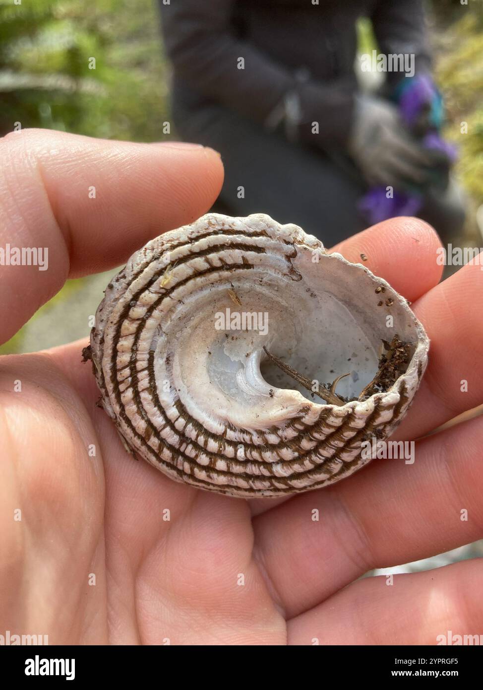 Red Turban Snail (Pomaulax gibberosus Stock Photo - Alamy