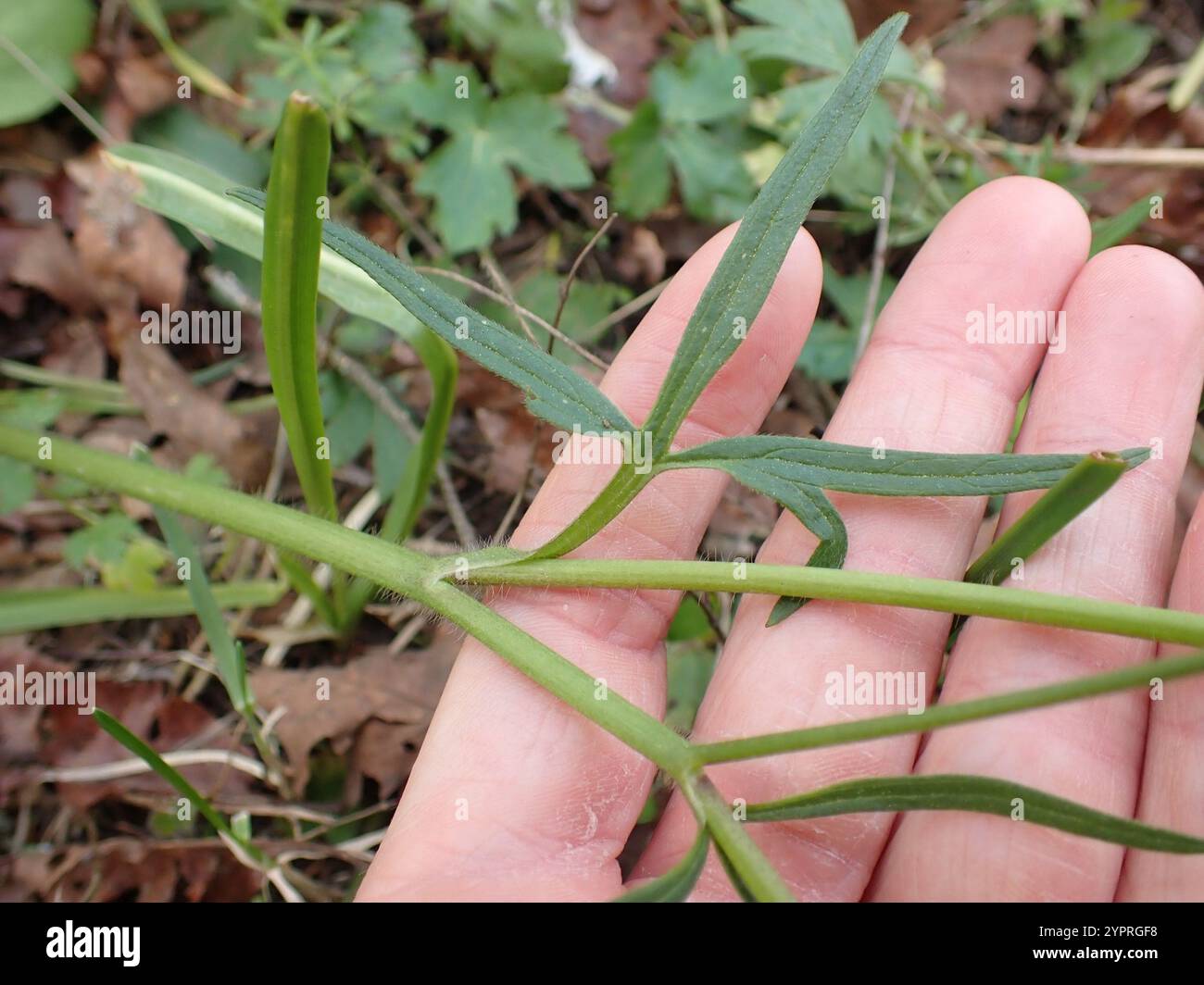 Western Buttercup (Ranunculus occidentalis Stock Photo - Alamy