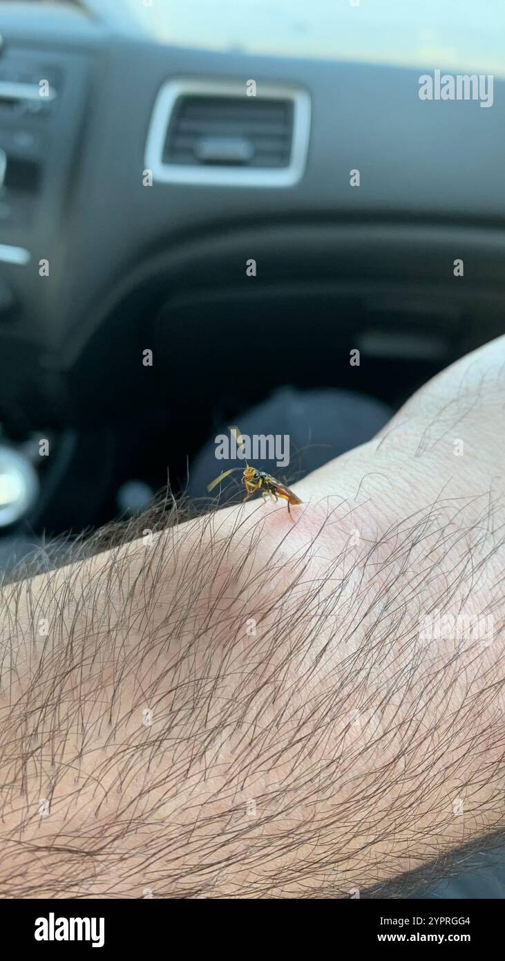 Web-spinning Sawflies (Pamphiliidae Stock Photo - Alamy
