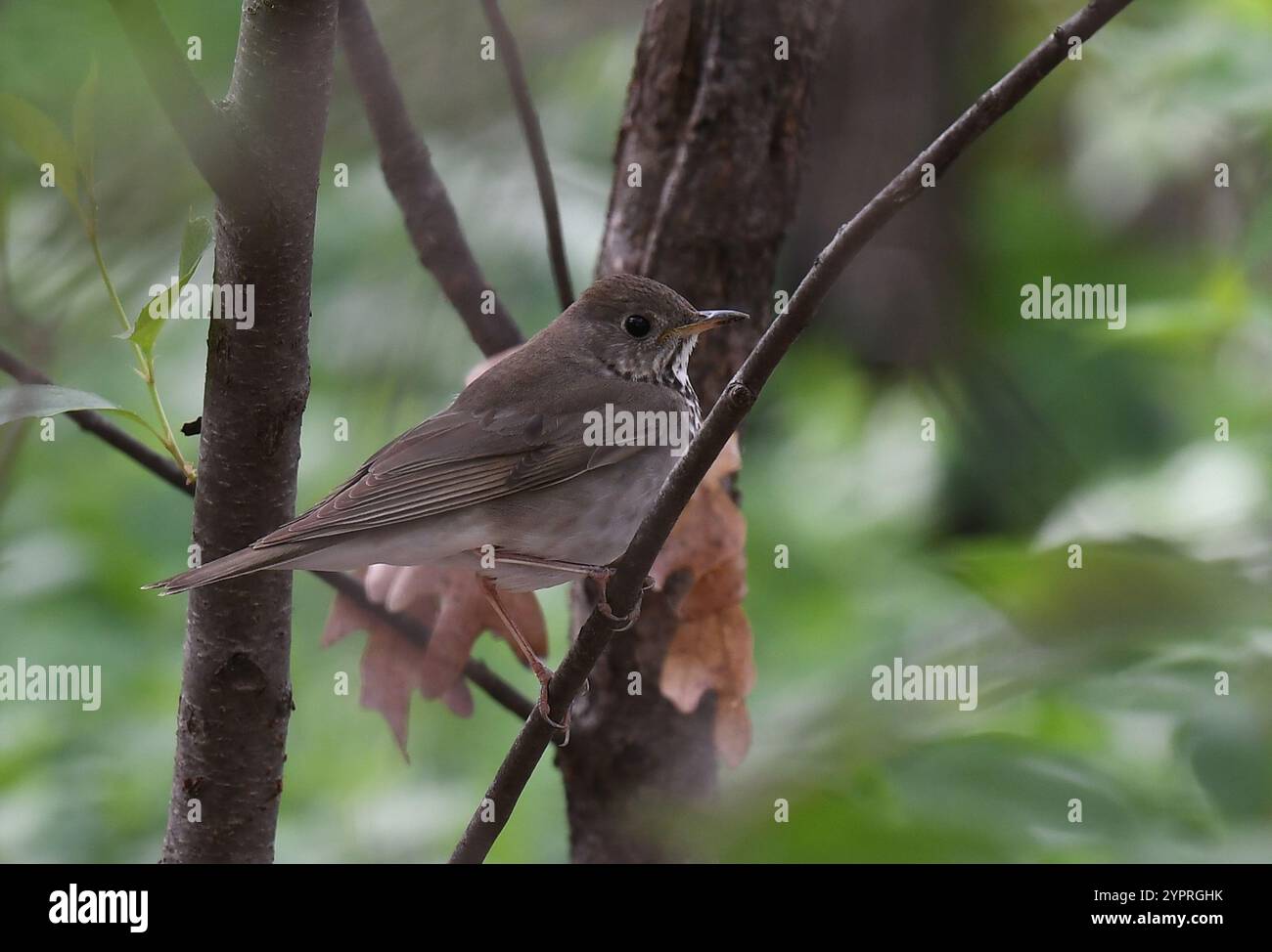 Gray-cheeked Thrush (Catharus minimus Stock Photo - Alamy
