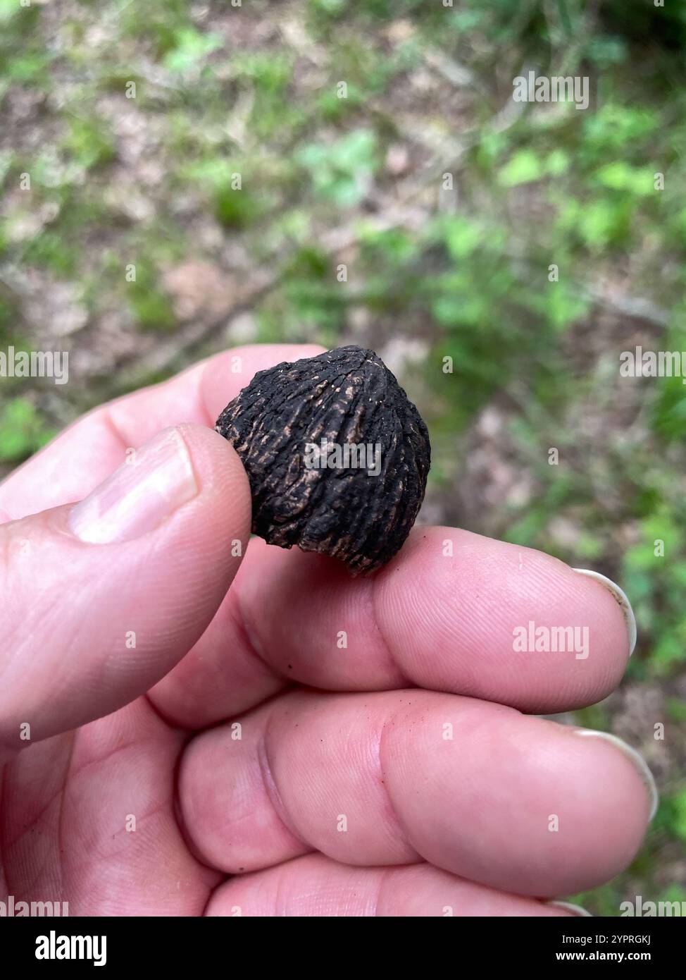 Arizona black walnut hi-res stock photography and images - Alamy