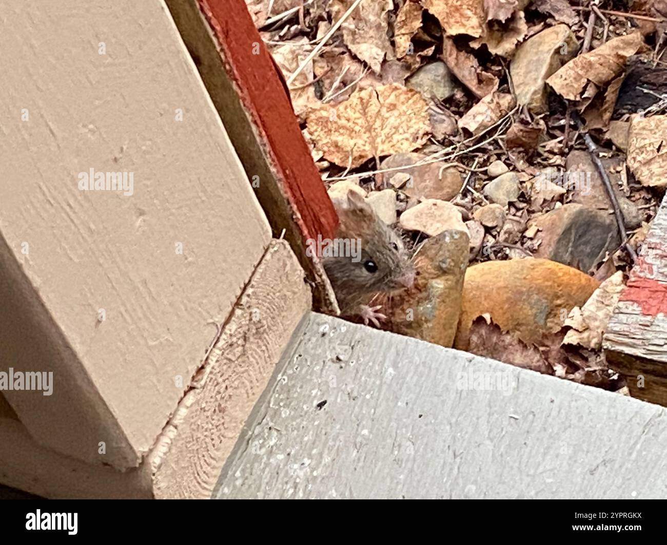 Southern Red-backed Vole (Clethrionomys gapperi Stock Photo - Alamy