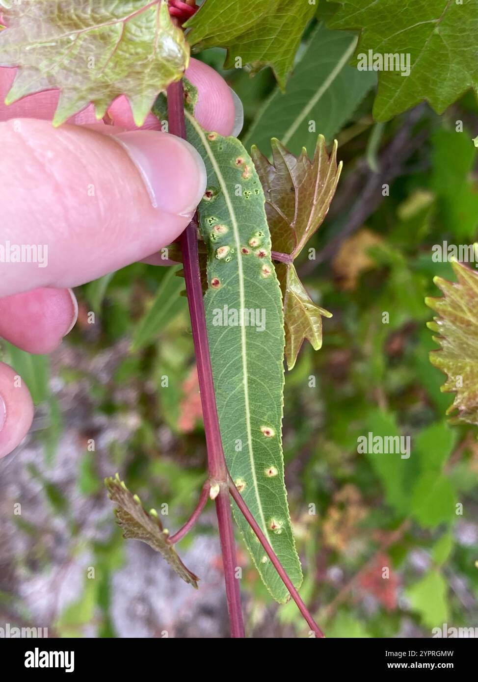 Willow Bead Gall Mite (Aculus tetanothrix Stock Photo - Alamy