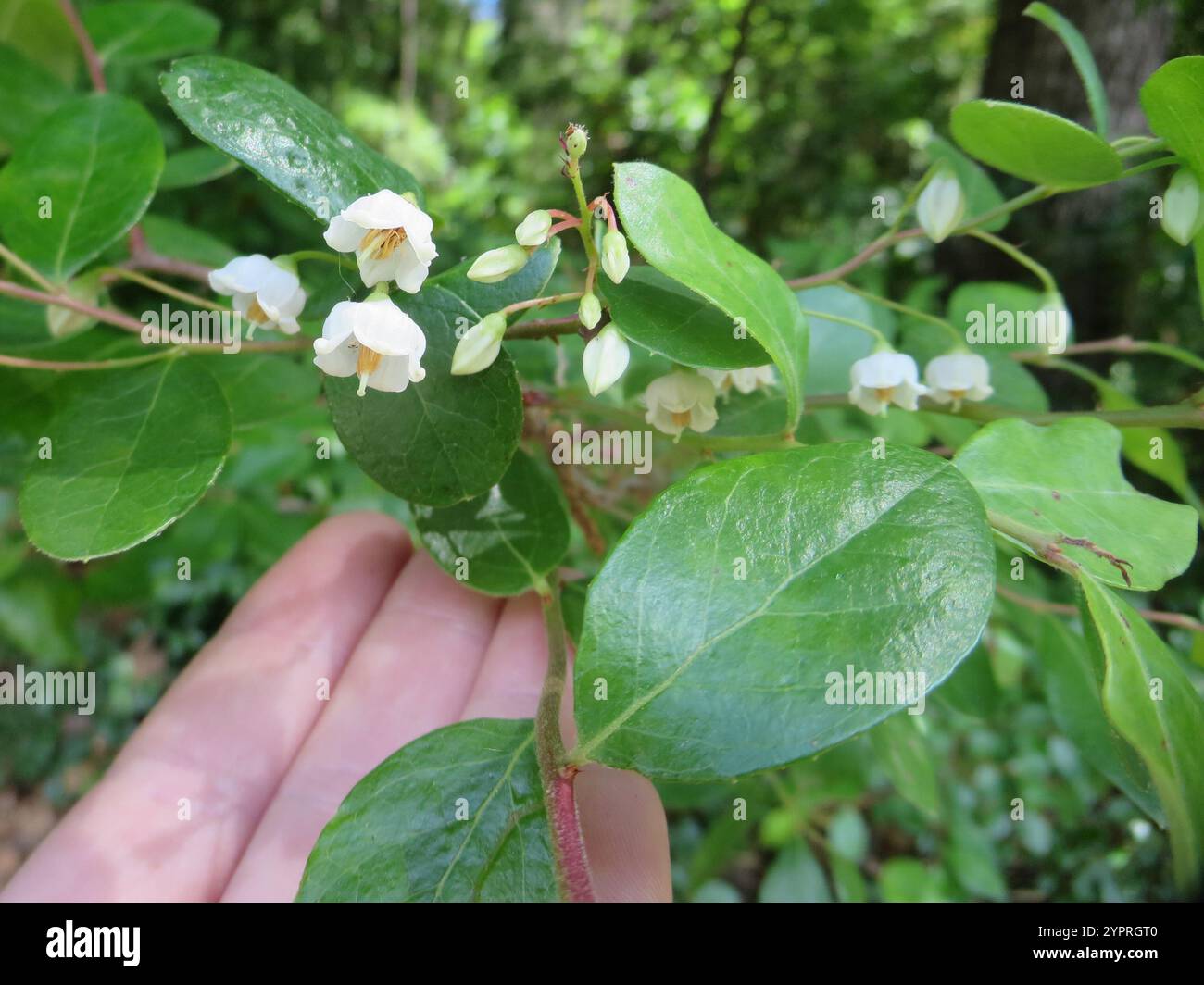 sparkleberry (Vaccinium arboreum Stock Photo - Alamy
