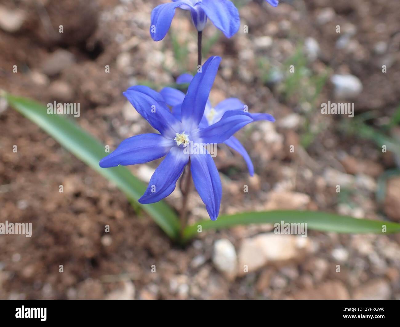 Forbes' Glory-of-the-snow (Scilla forbesii Stock Photo - Alamy