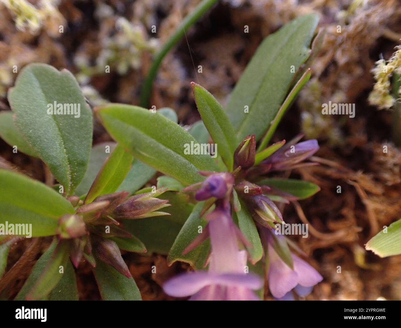 Giant Blue-eyed Mary (Collinsia grandiflora Stock Photo - Alamy