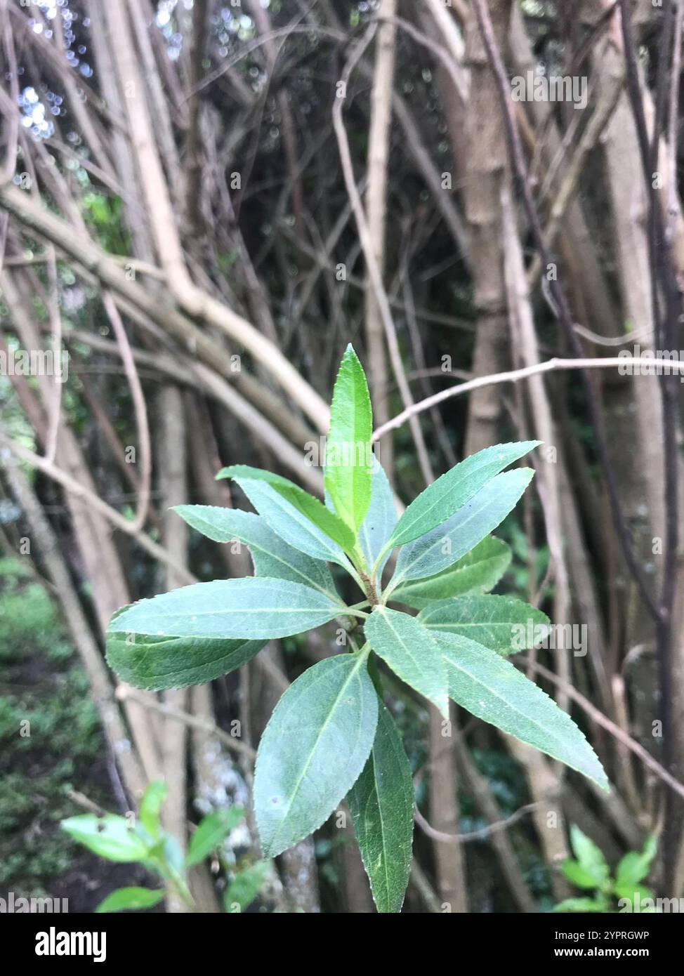 Chilca (Baccharis latifolia Stock Photo - Alamy