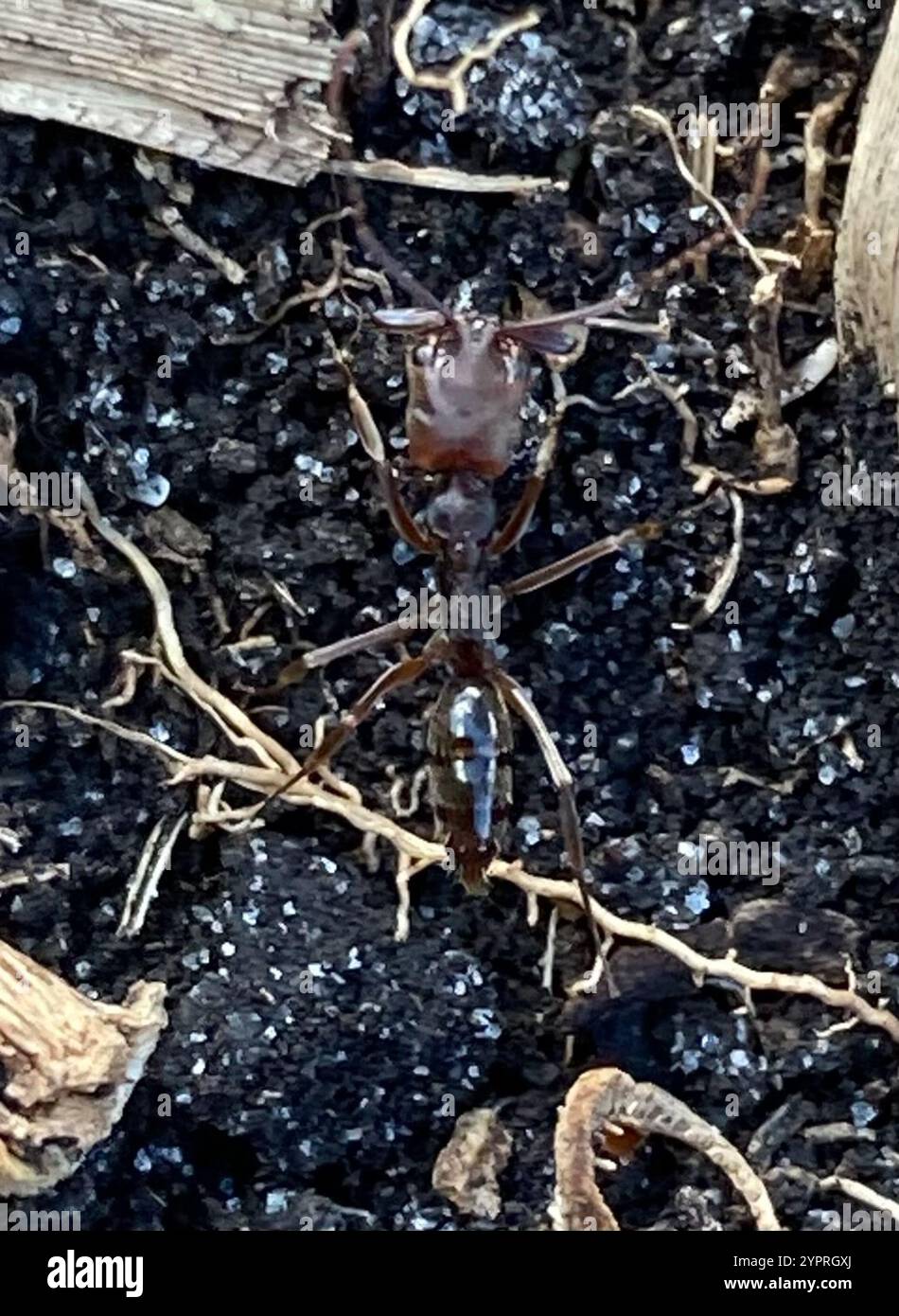 Rough-node Trap-jaw Ant (Odontomachus ruginodis Stock Photo - Alamy