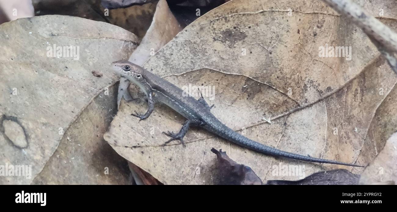 Slender Rainbow Skink (Carlia gracilis Stock Photo - Alamy