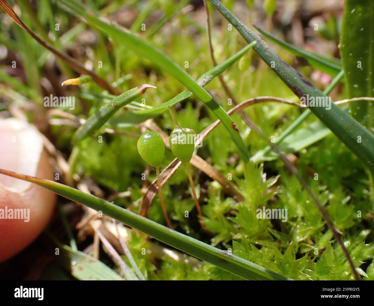common bladder moss (Physcomitrium pyriforme Stock Photo - Alamy