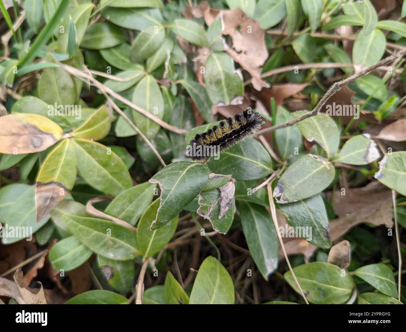 Virginia ctenucha moth virginica hi-res stock photography and images ...
