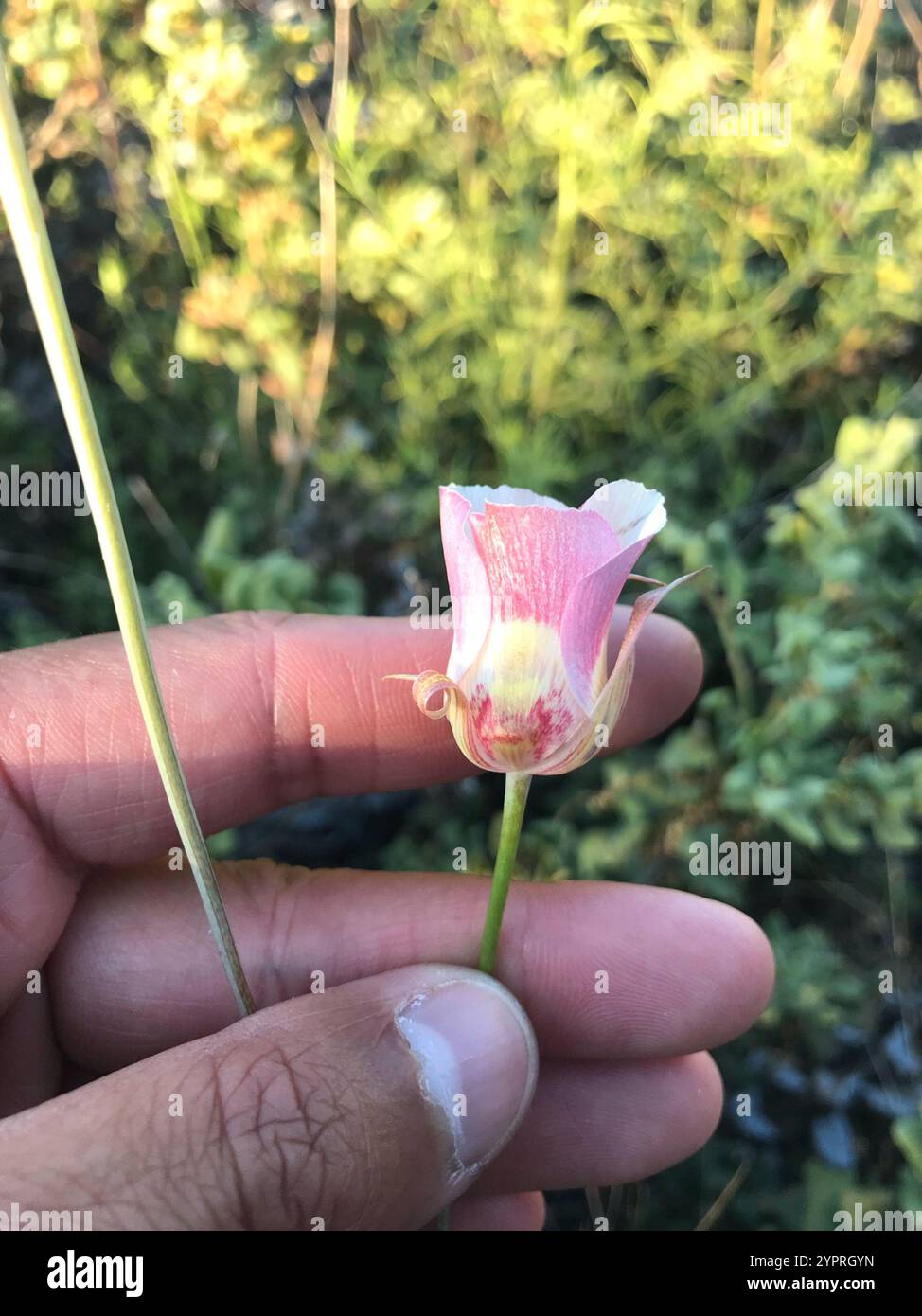 clay mariposa lily (Calochortus argillosus Stock Photo - Alamy