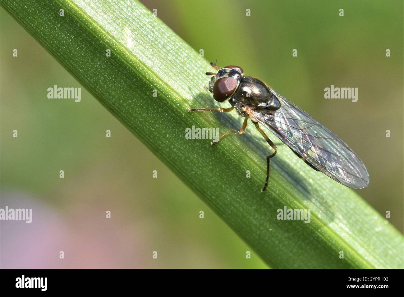 Variable Duskyface Fly (Melanostoma mellinum Stock Photo - Alamy