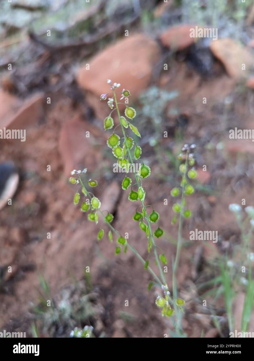 sand fringepod (Thysanocarpus curvipes Stock Photo - Alamy