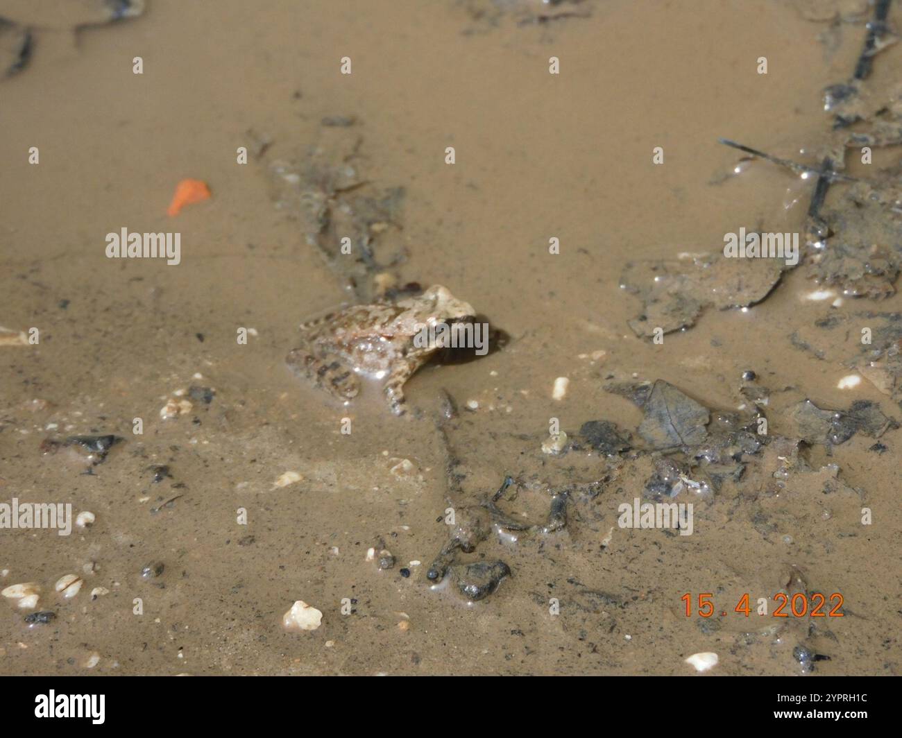 Italian Stream Frog (Rana italica Stock Photo - Alamy