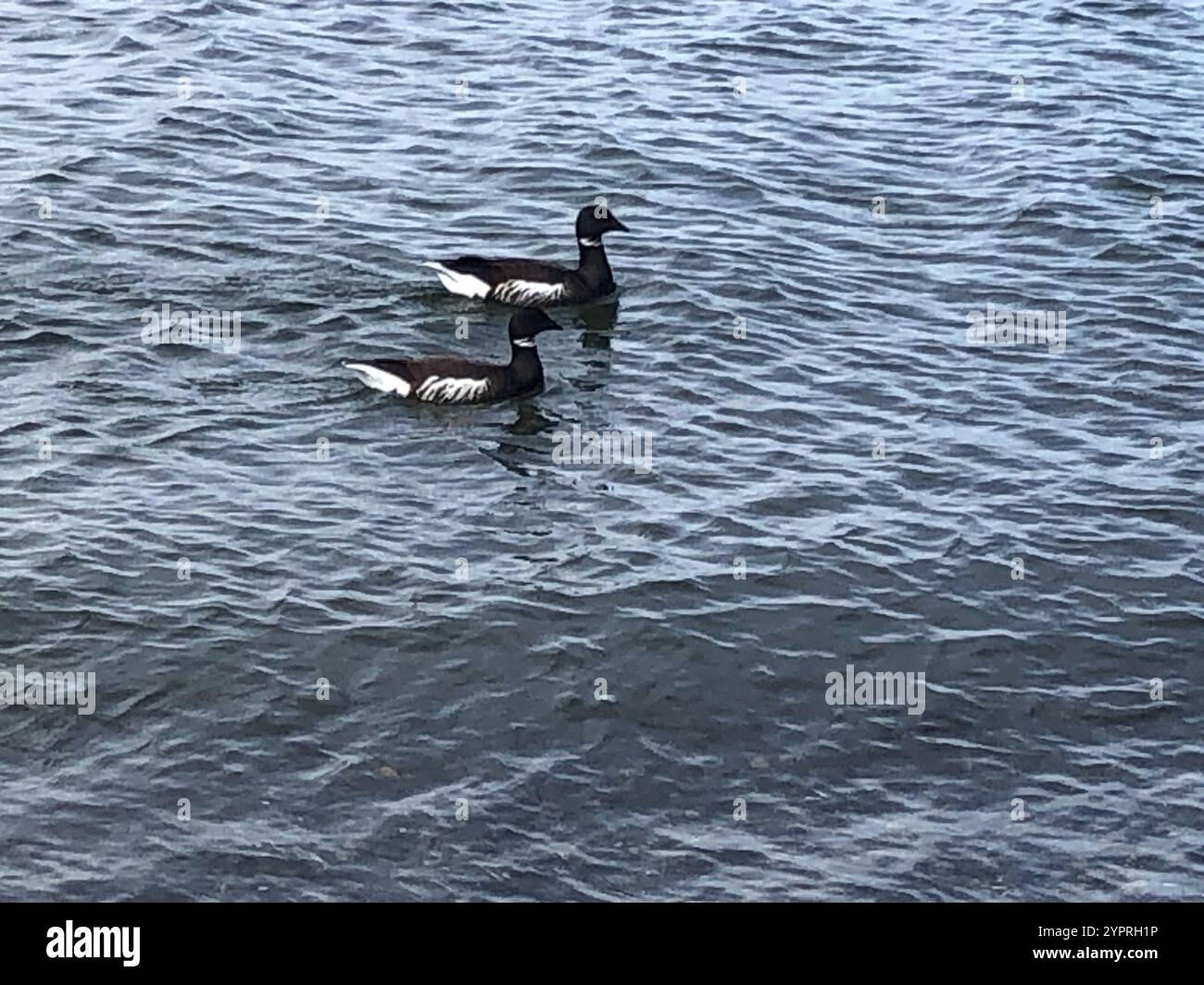 Brant (Branta bernicla Stock Photo - Alamy