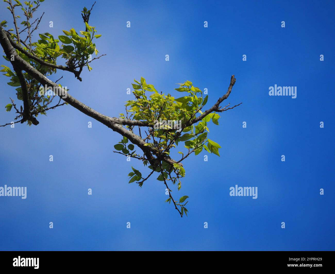 Chinese Hackberry (Celtis sinensis Stock Photo - Alamy
