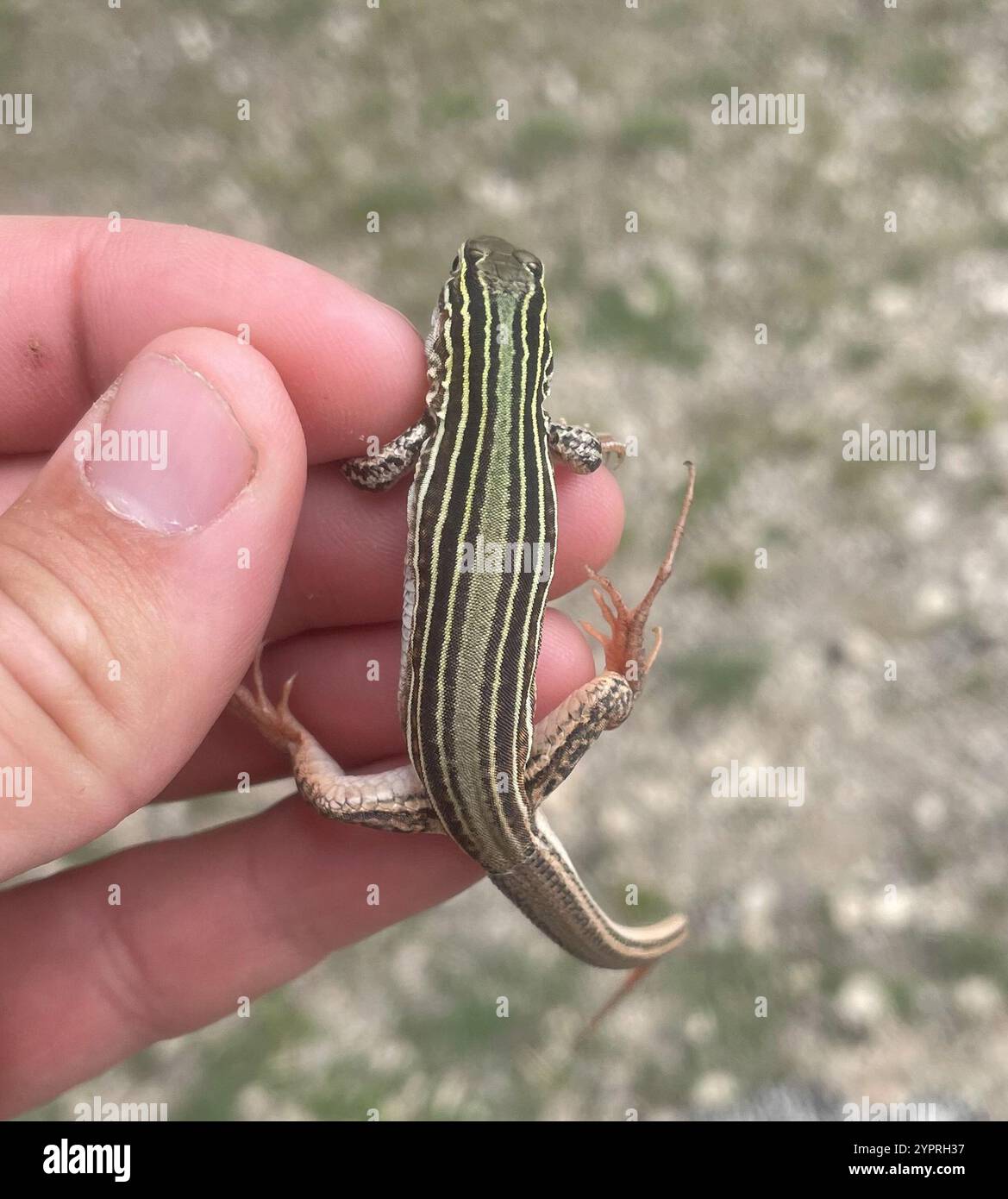 Common Spotted Whiptail (Aspidoscelis gularis Stock Photo - Alamy