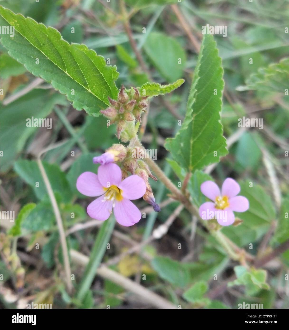 Pyramid Flower (Melochia pyramidata Stock Photo - Alamy