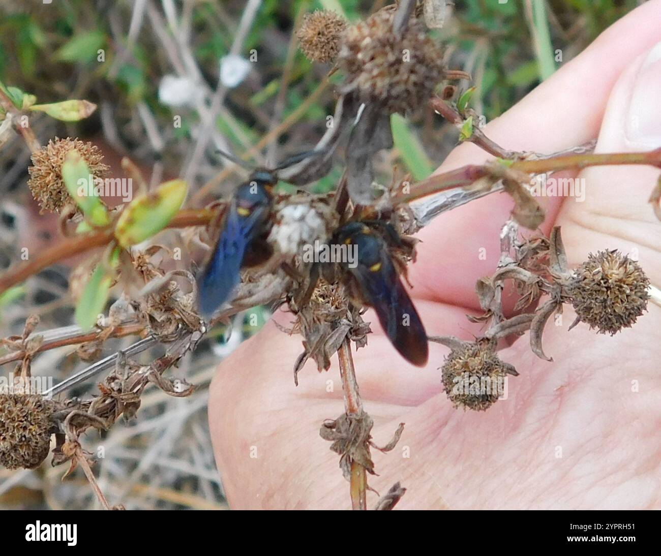 Noble Scoliid Wasp (Scolia nobilitata Stock Photo - Alamy