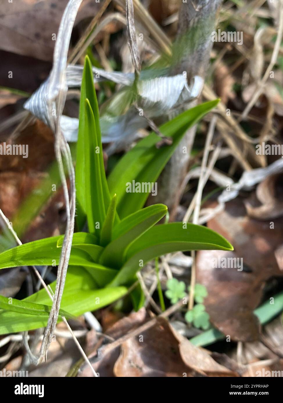 Virginia bunchflower hi-res stock photography and images - Alamy