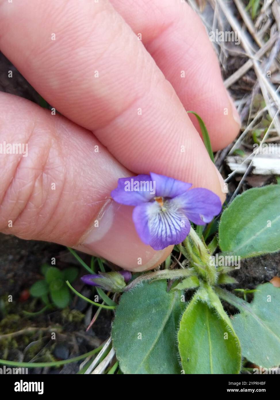 downy blue violet (Viola fimbriatula Stock Photo - Alamy