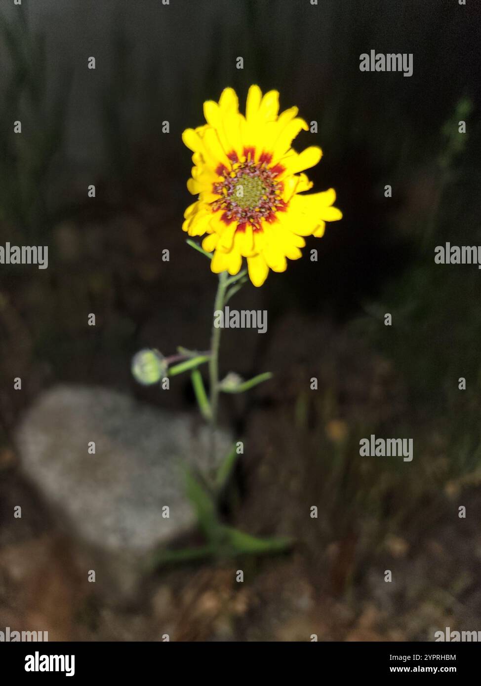 Common Madia (Madia elegans Stock Photo - Alamy